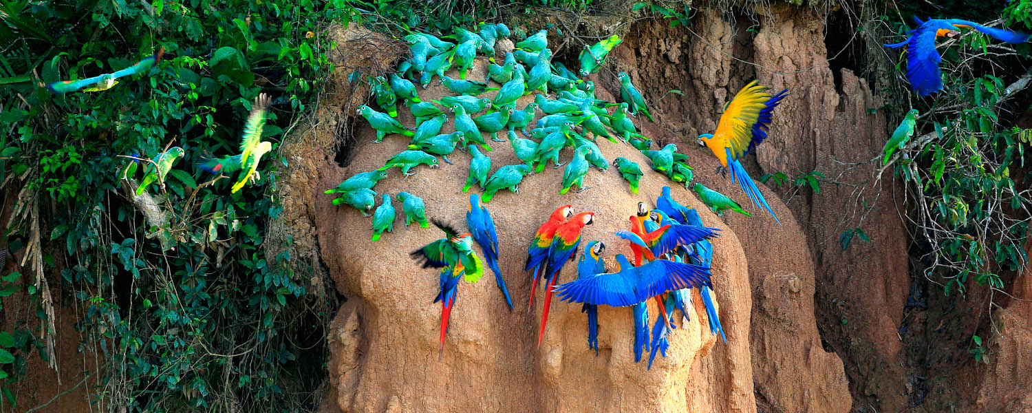 Tambopata Tours - macaw clay lick 3days - Amazon Trip Peru